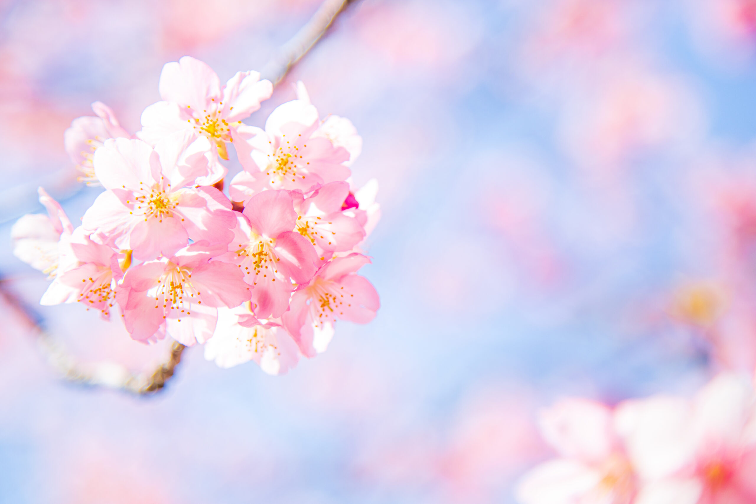 Sakura extract contained in KURAMOTO-NO-SHIZUKU | Kuramoto-no-Shizuku